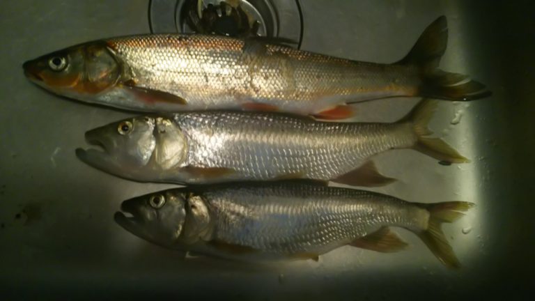 ハスってどんな魚？食べてみた感想と生態｜カナヘビもどき